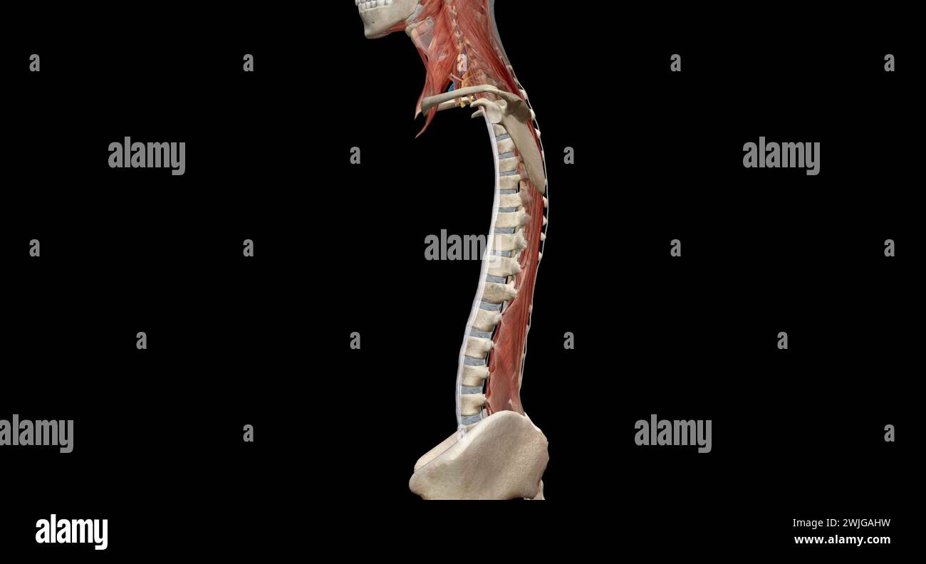 Cervical vertebrae c7 hi-res stock photography and images - Alamy