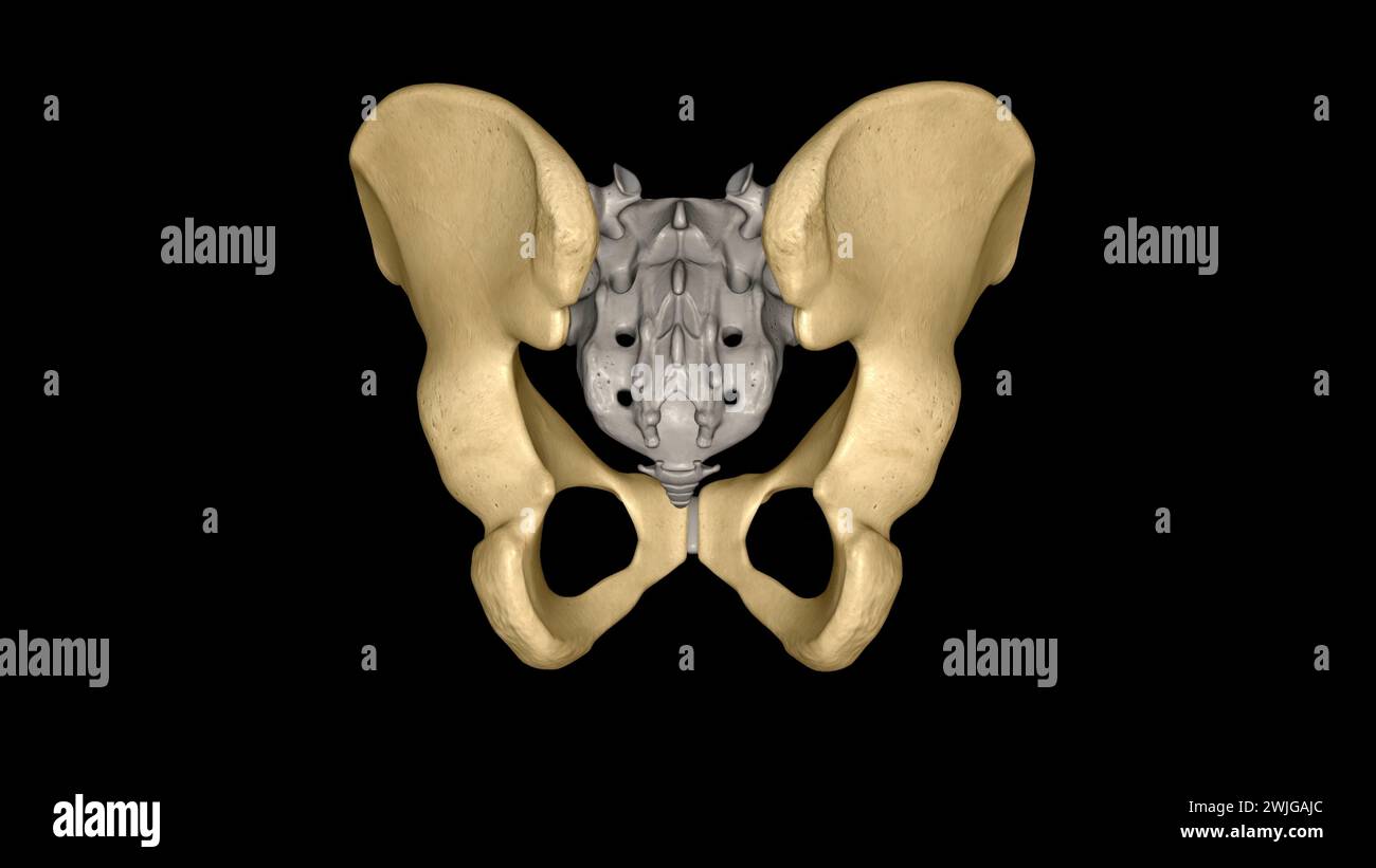 The hip bone is comprised of the three parts the ilium, pubis and ...