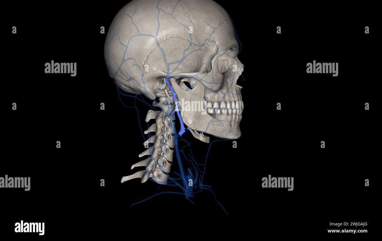 The retromandibular vein is a major vein of the face 3d illustration ...
