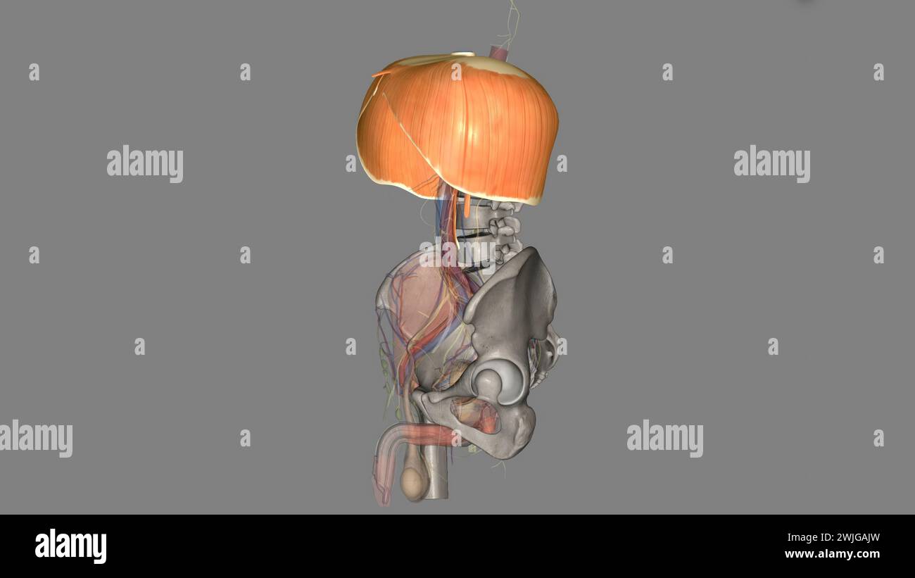 The diaphragm is a muscle that helps you inhale and exhale 3d ...