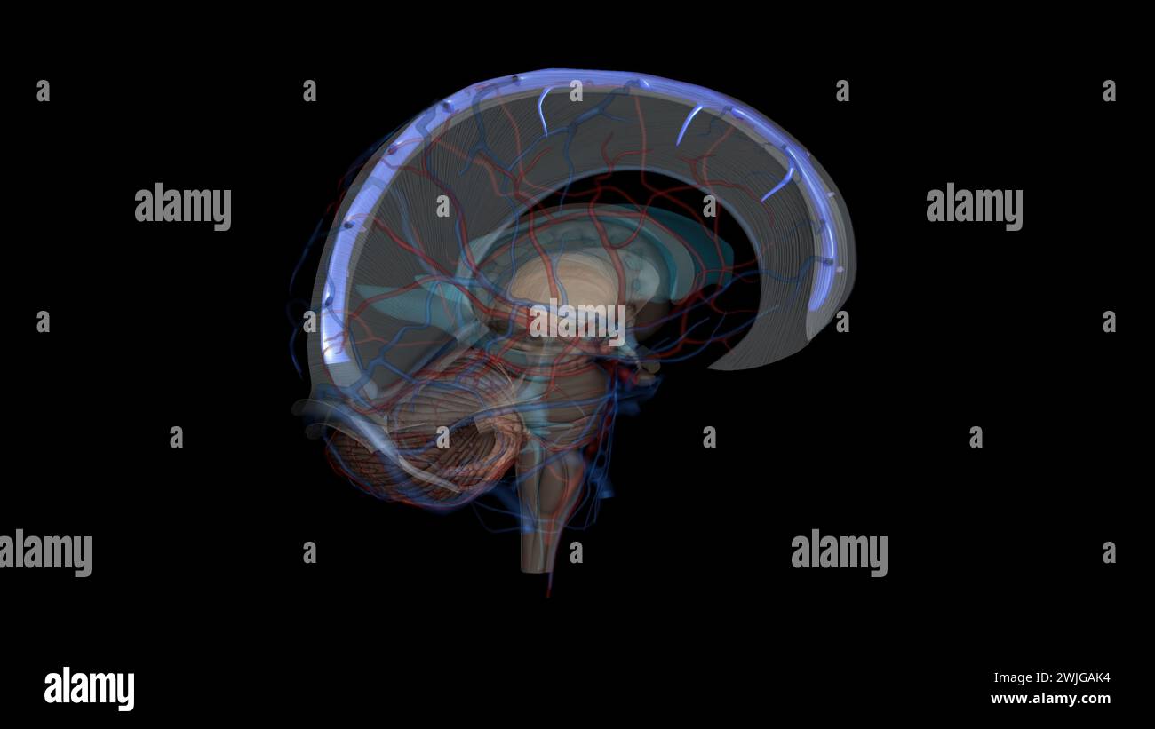 The superior sagittal sinus is the major component of the superficial ...