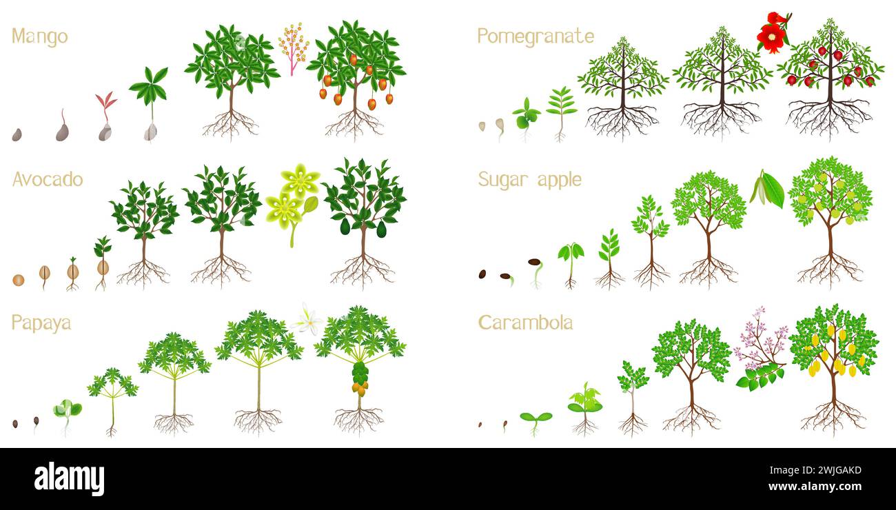 Set of growth cycles of exotic plants on a white background Stock ...