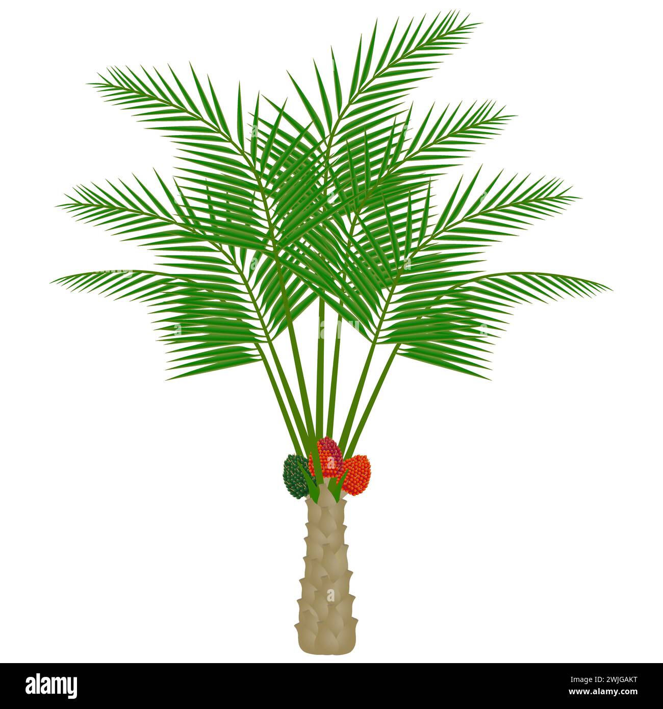African oil palm tree Stock Vector Images - Alamy