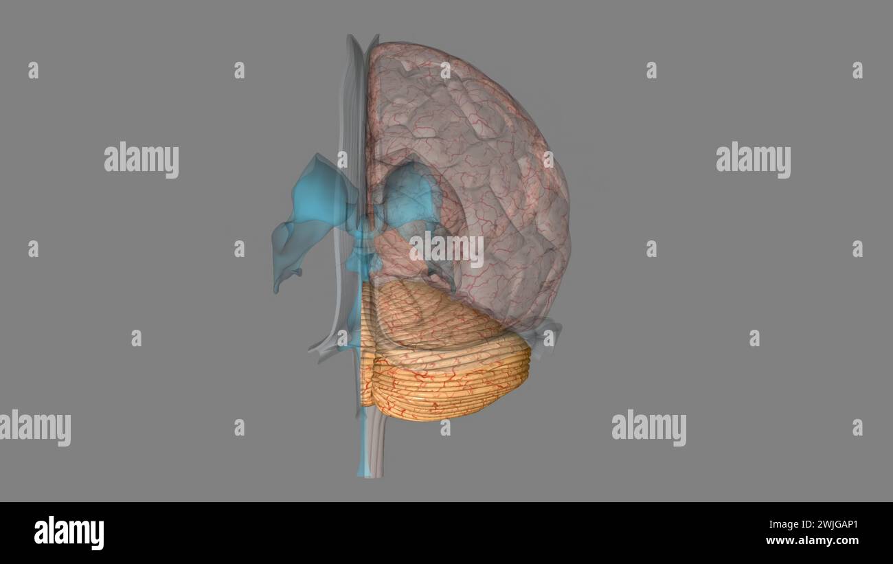 The cerebellum is a part of the brain that plays a vital role in most ...