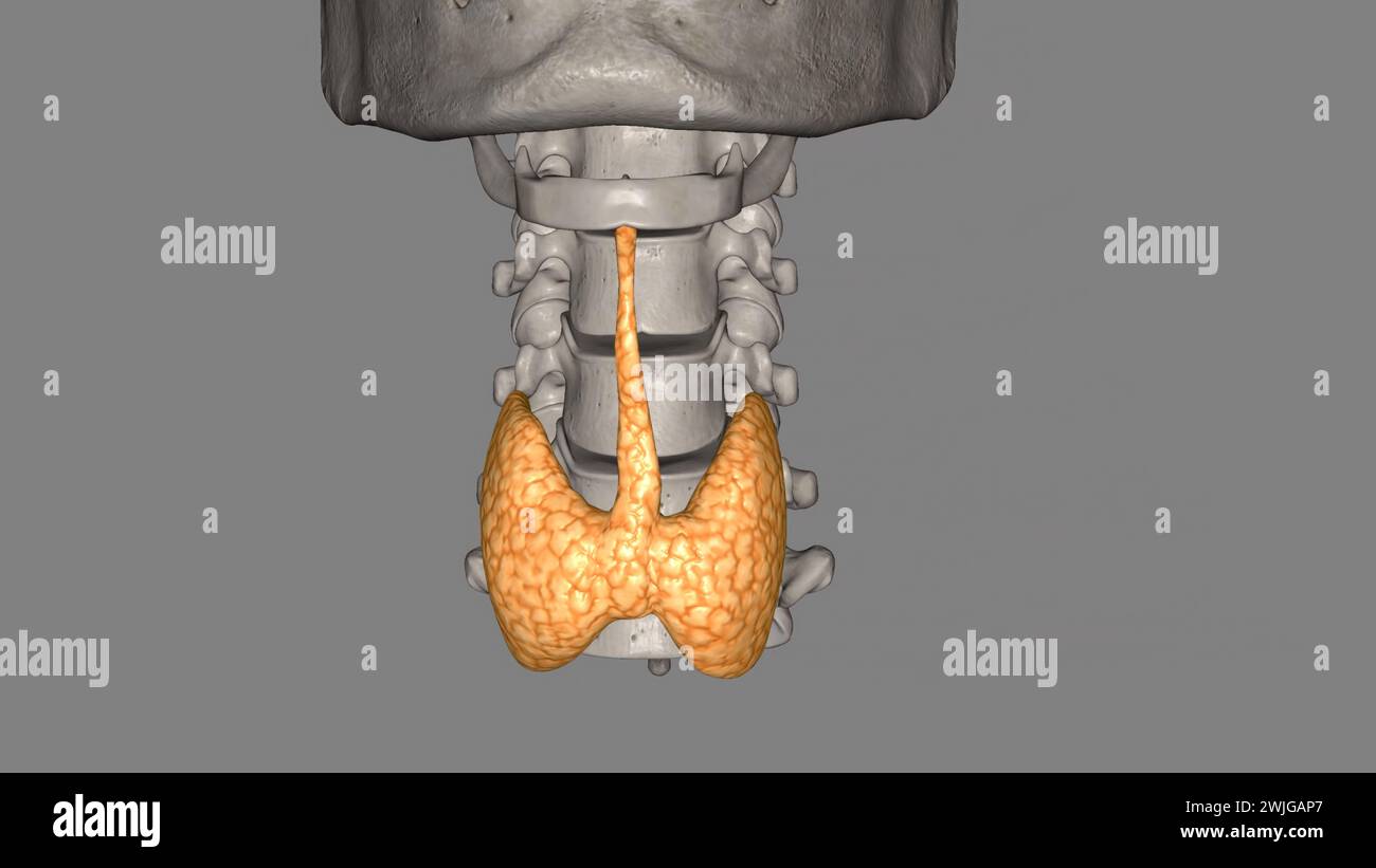 The thyroid is a small, butterfly-shaped gland located at the base of ...