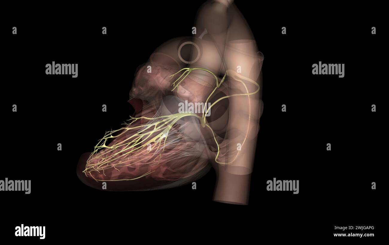 Capillary plexus hi-res stock photography and images - Alamy