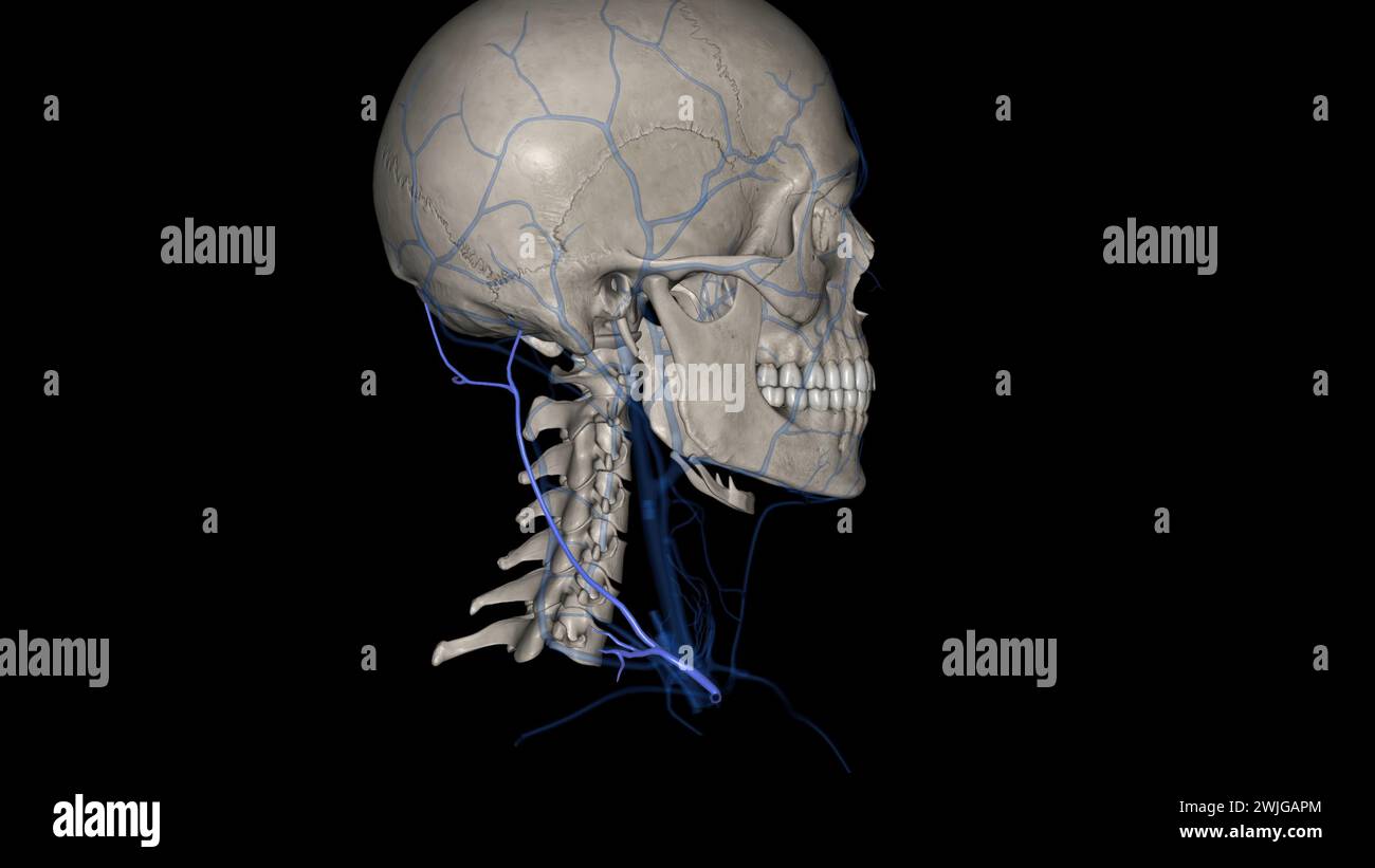 Jugular vein cardiac hi-res stock photography and images - Alamy