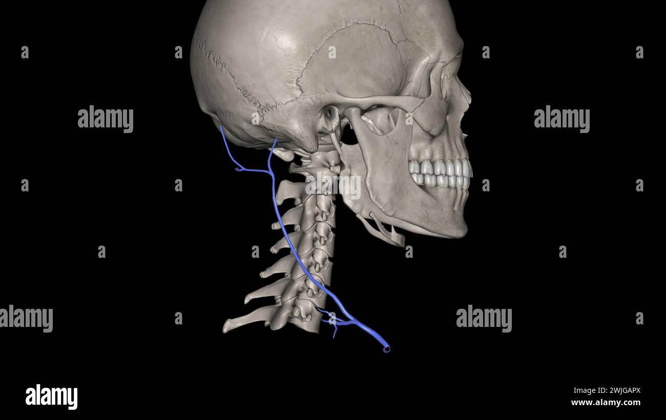 External jugular vein hi-res stock photography and images - Alamy