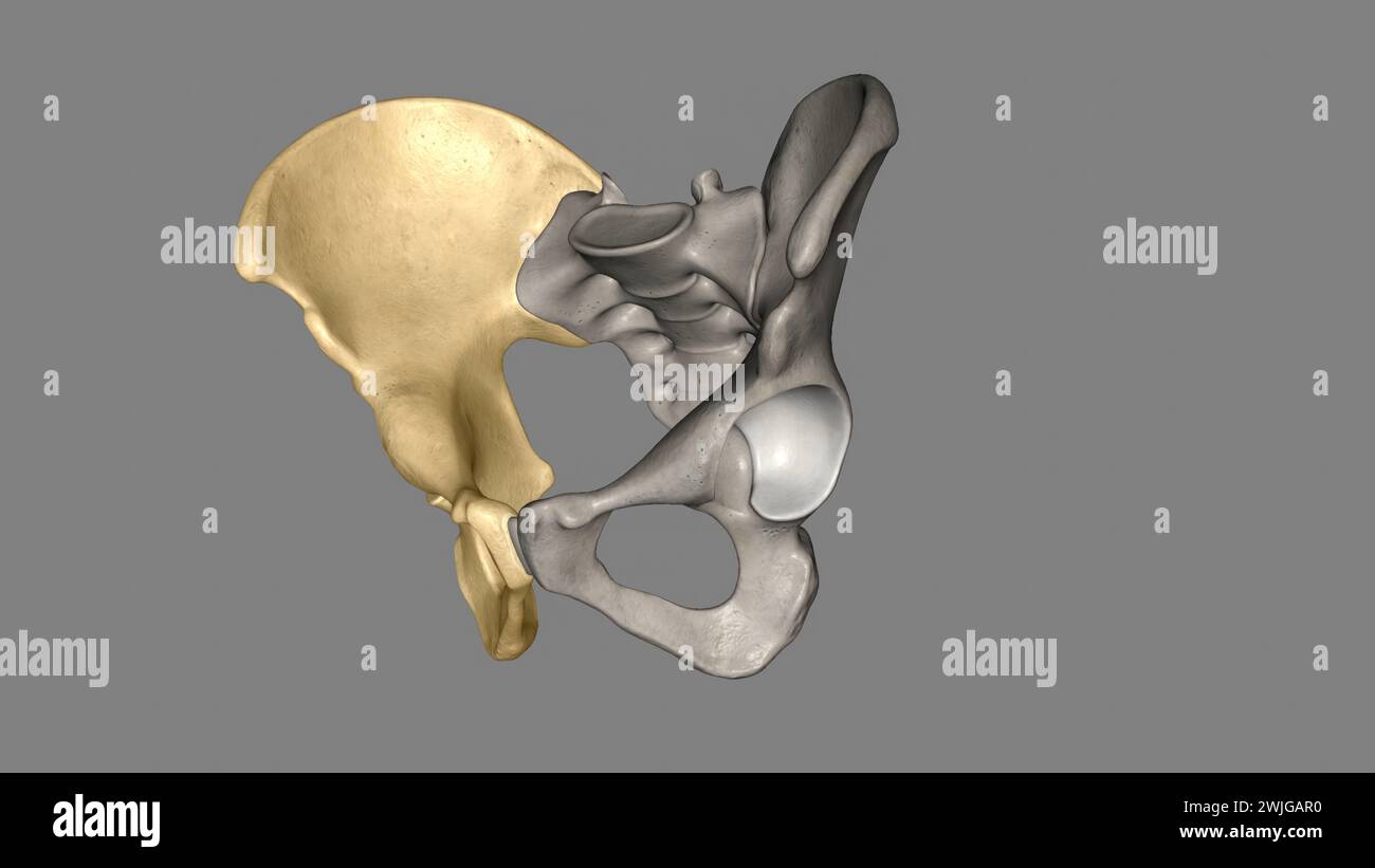 The hip bone is comprised of the three parts the ilium, pubis and ...