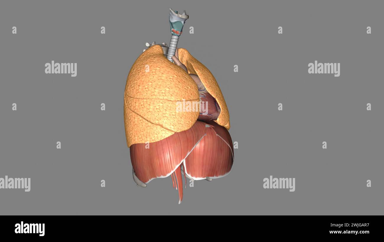 The function of the lung is to get oxygen from the air to the blood ...