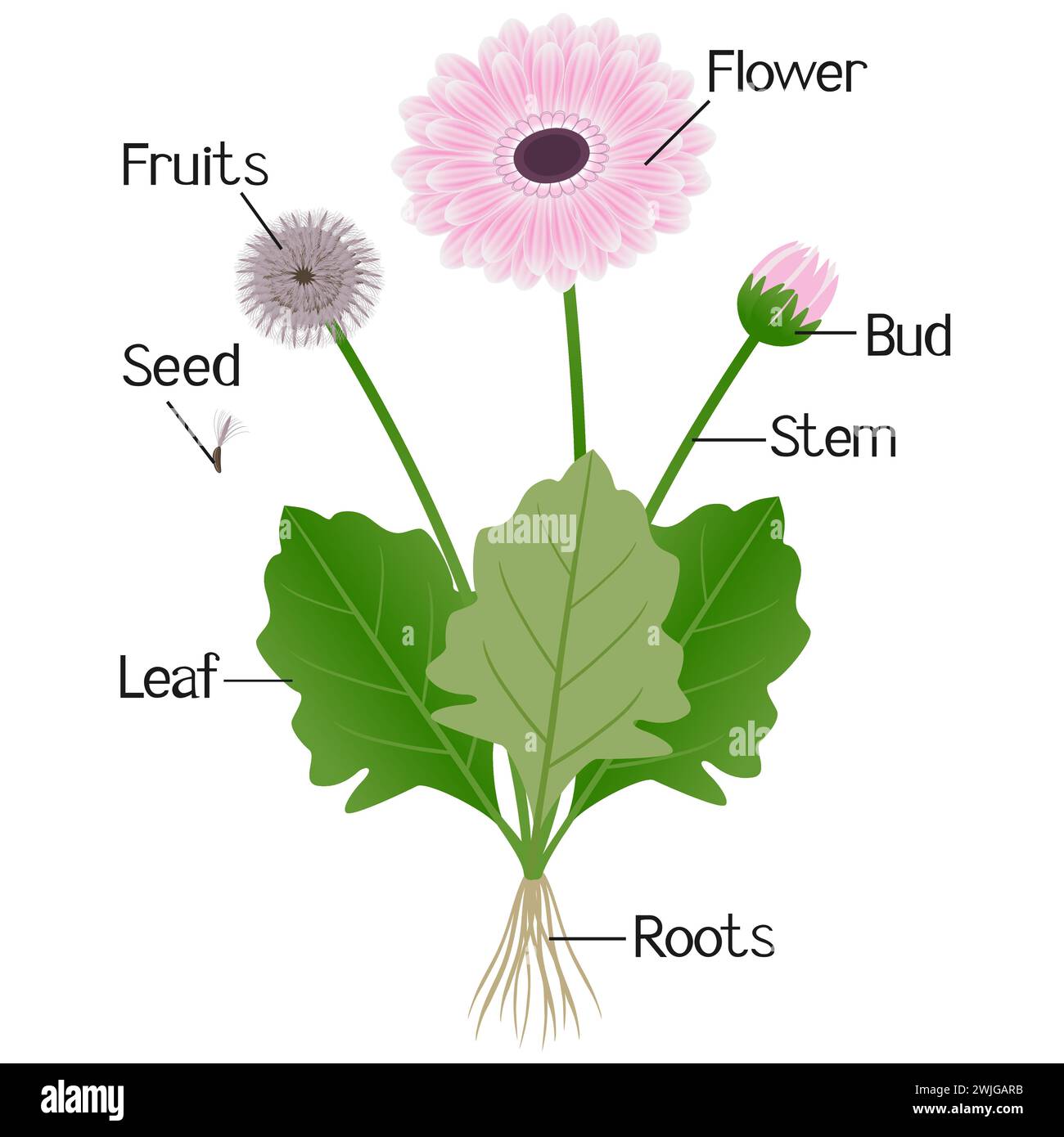 Parts of gerbera plant isolated on a white Stock Vector Image & Art - Alamy