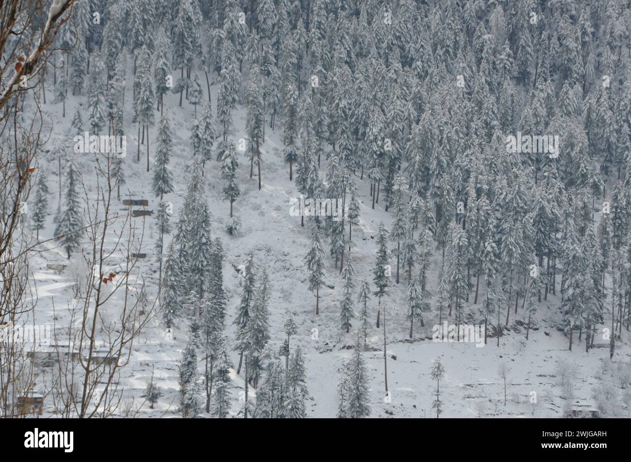 Snowfall in Kaghan Naran Feb-2024 Stock Photo - Alamy
