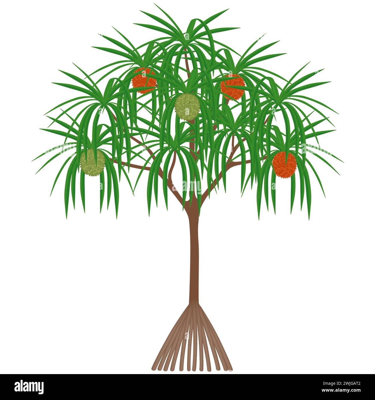 Hala tree Cut Out Stock Images & Pictures - Alamy