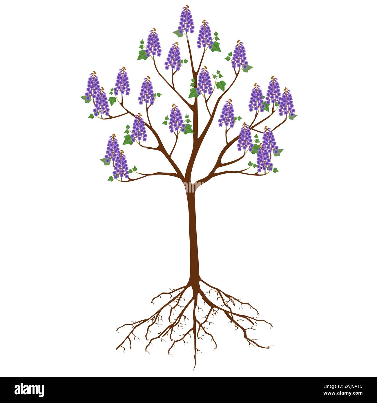 Paulownia tree plantation Stock Vector Images - Alamy