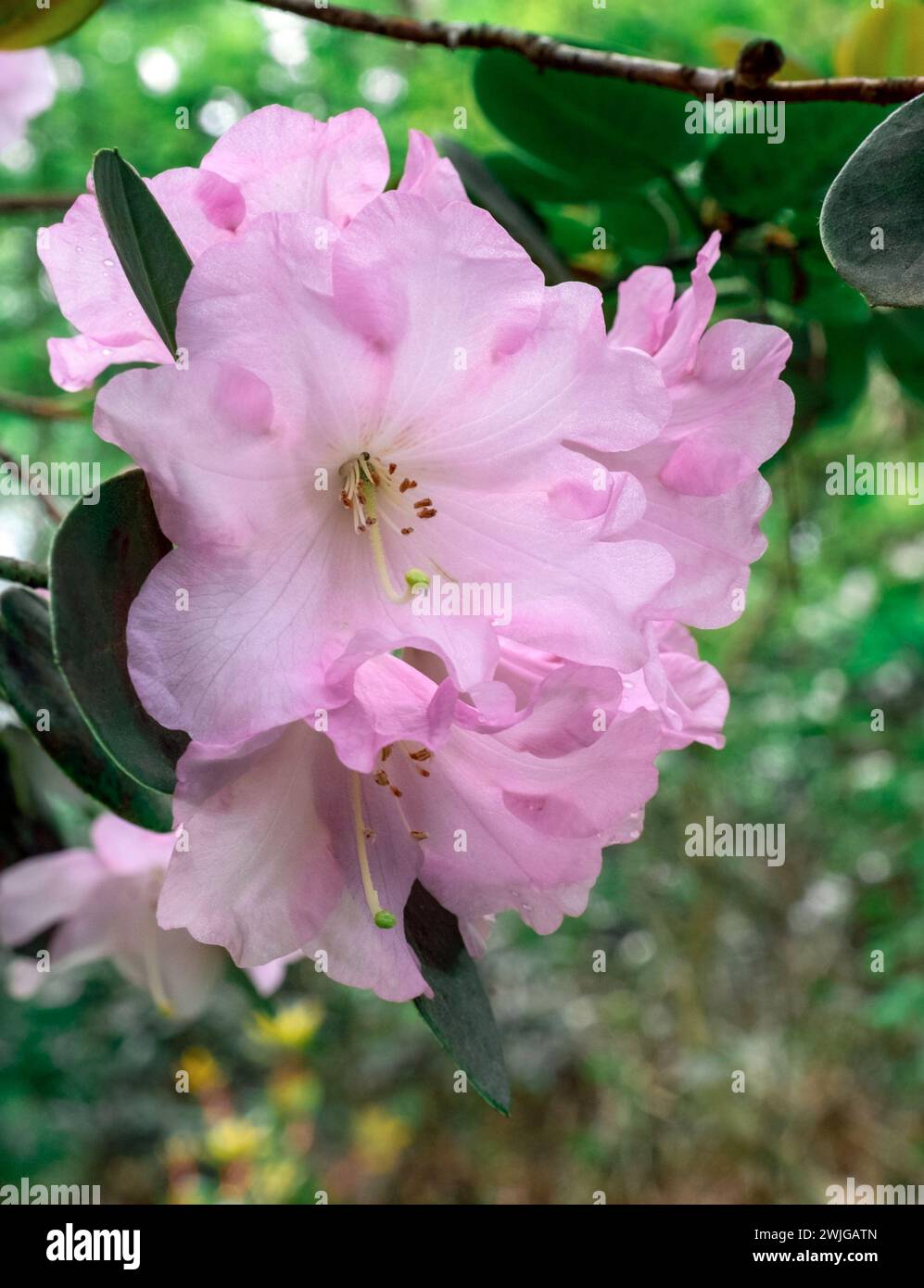 Exotic Bush of Flowers Rhododendron with Rain Drops on the Pink Petals ...