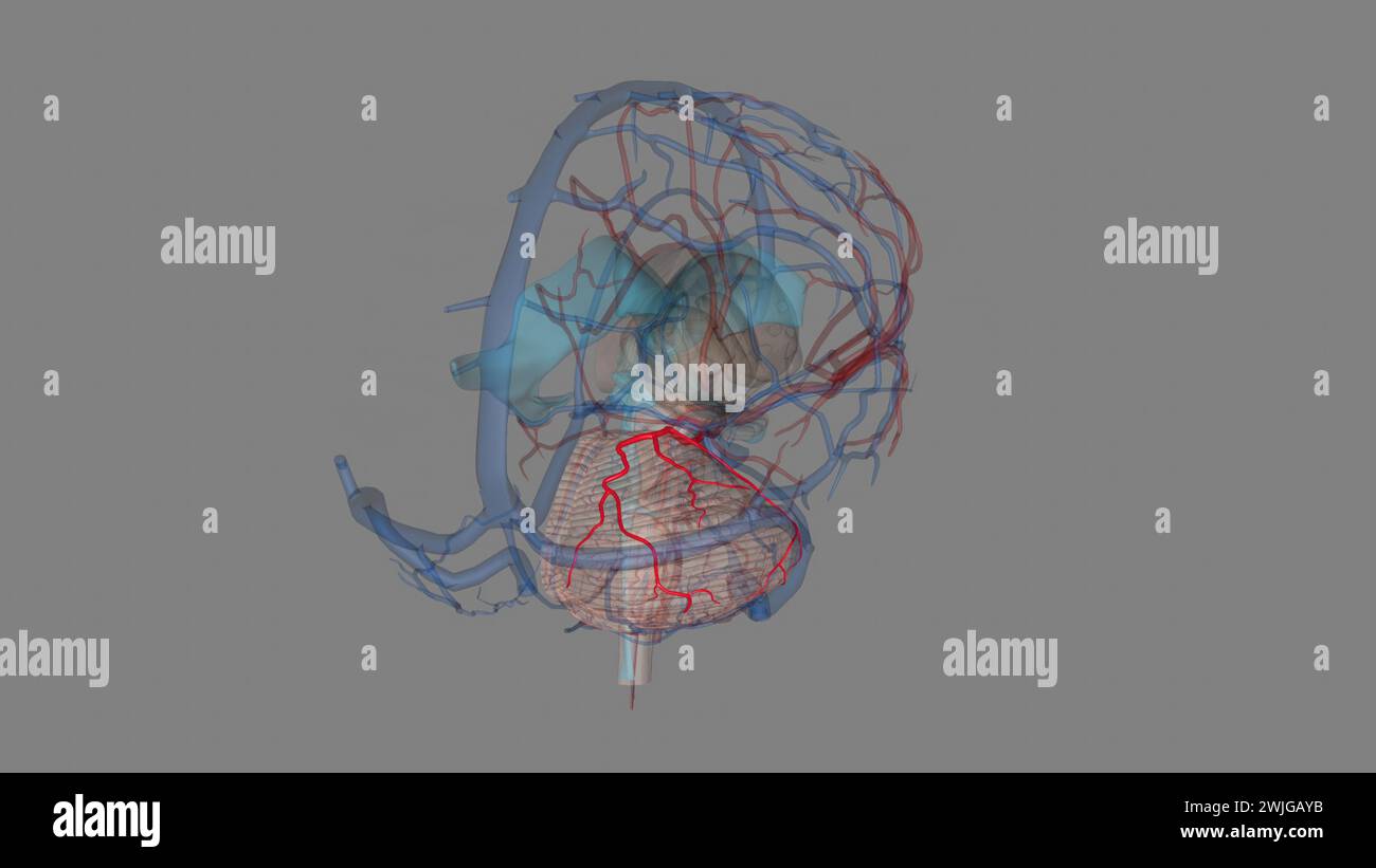 The superior cerebellar artery (SCA) is an artery of the head 3d ...