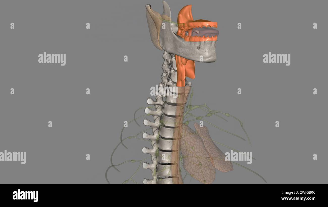 Oropharynx cancer hi-res stock photography and images - Alamy