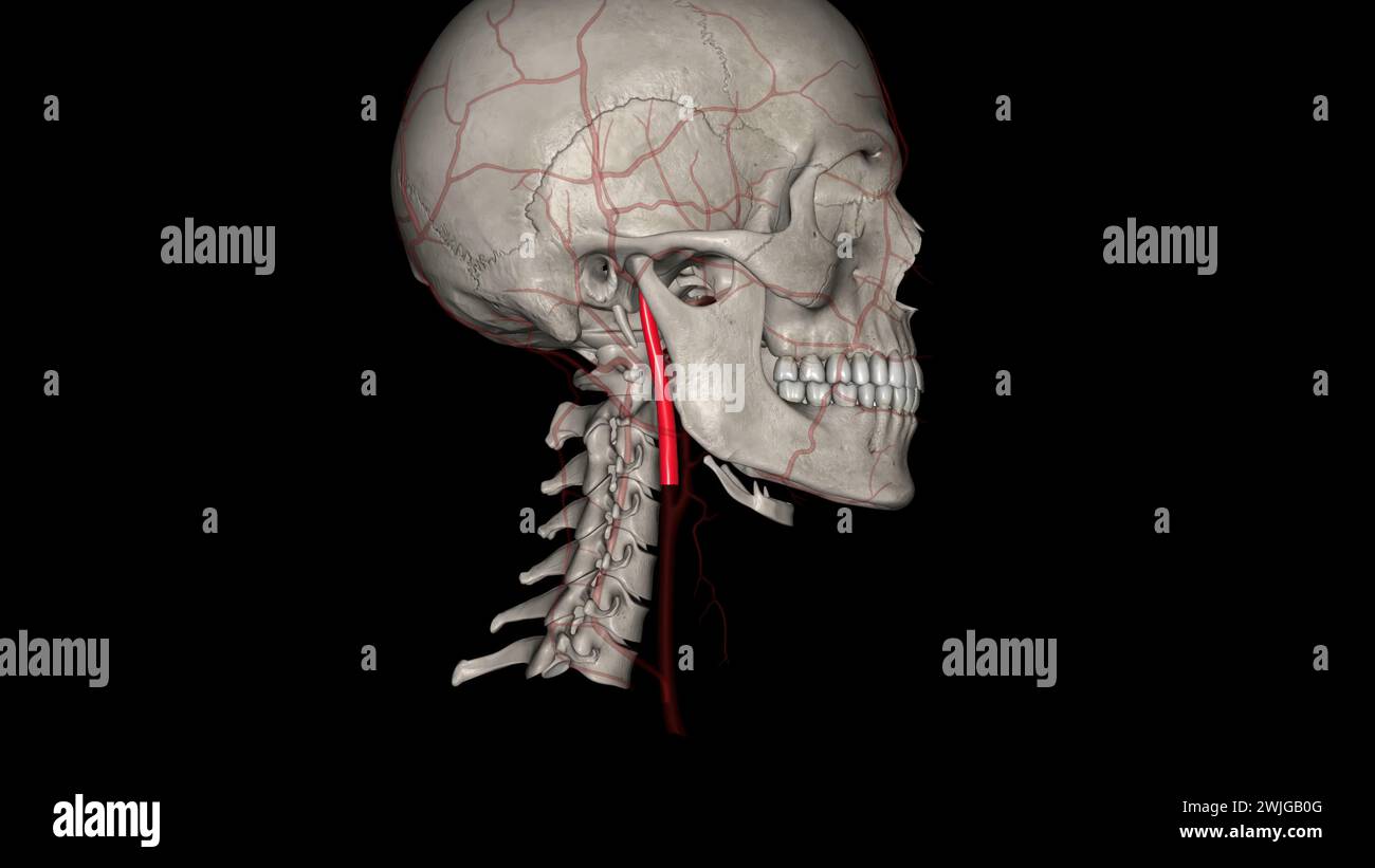 Scalp Anatomy Structure Nerve Supply Arterial Supply