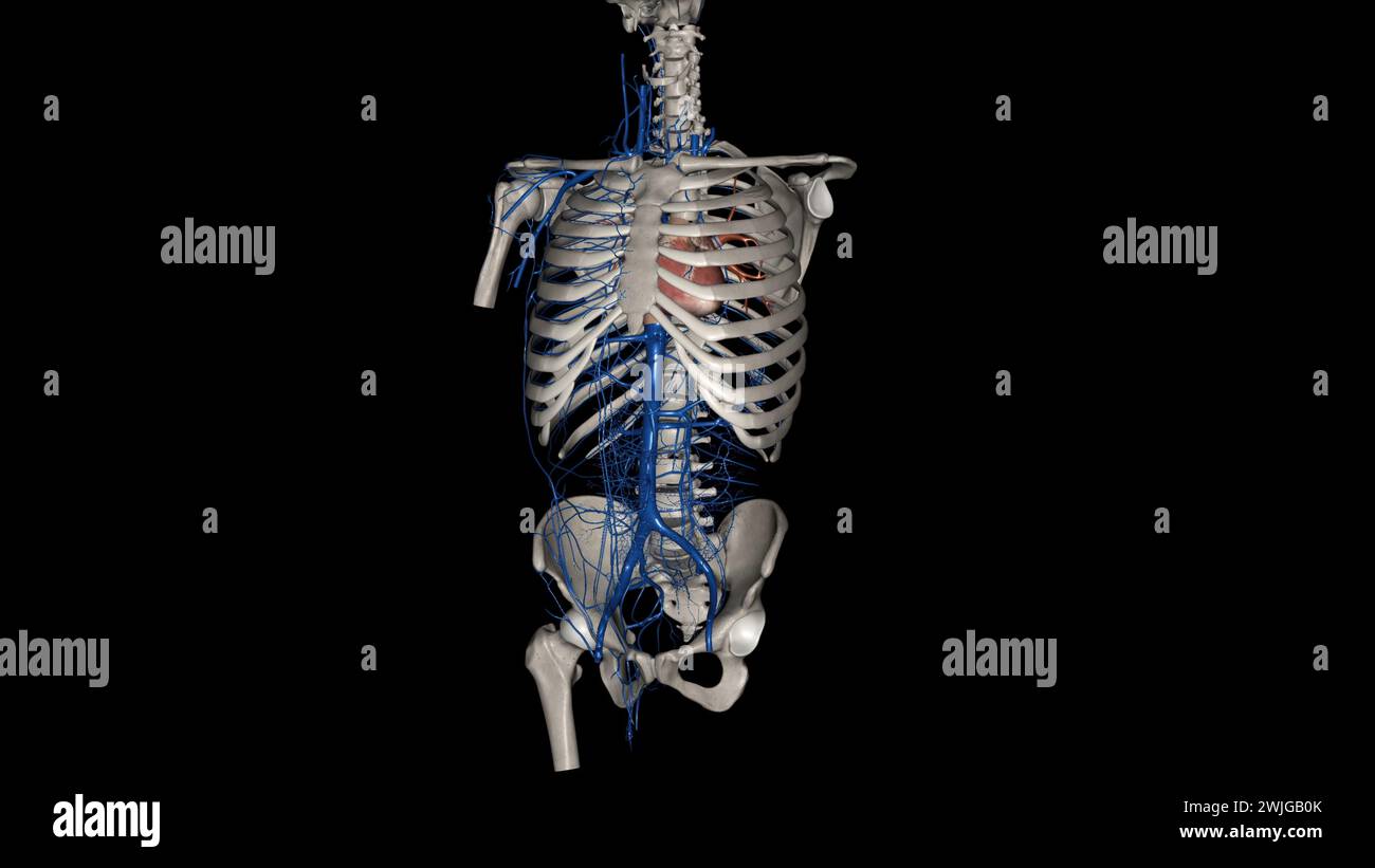 Circulation arms hi-res stock photography and images - Alamy