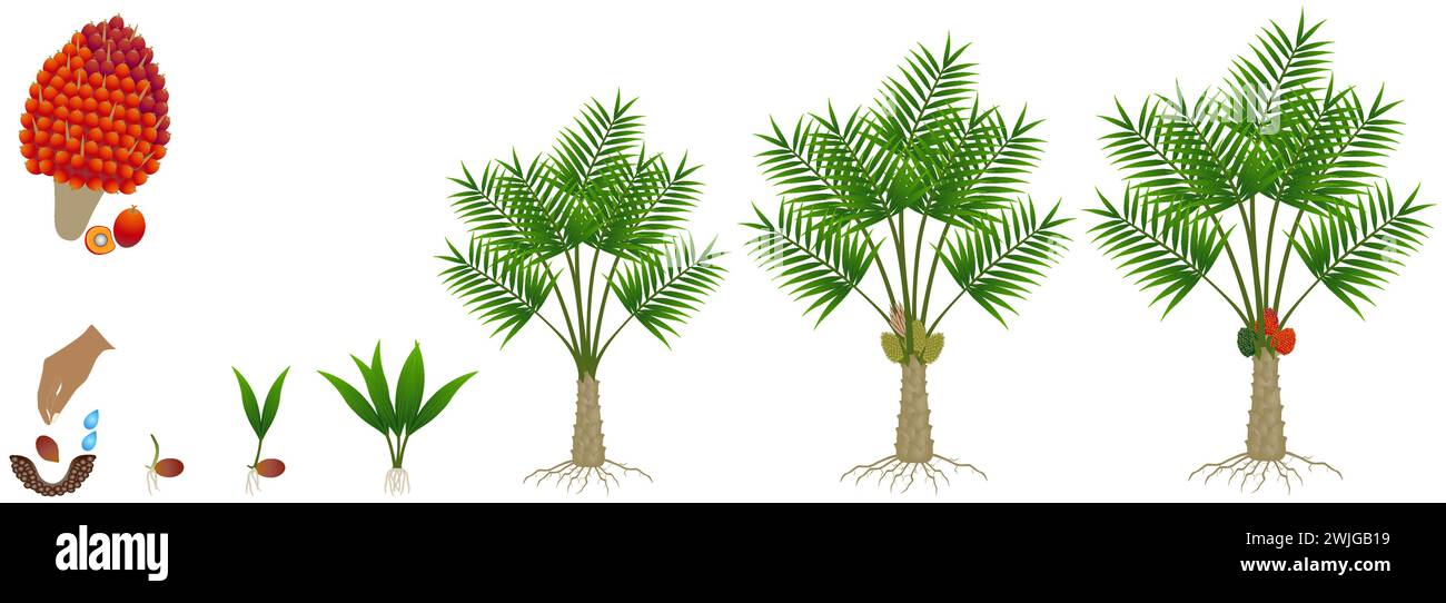 Cycle of growth of a oil palm tree on a white background Stock Vector ...