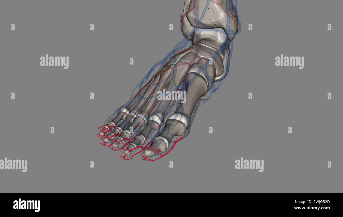 Plantar Digital Arteries Hi Res Stock Photography And Images Alamy