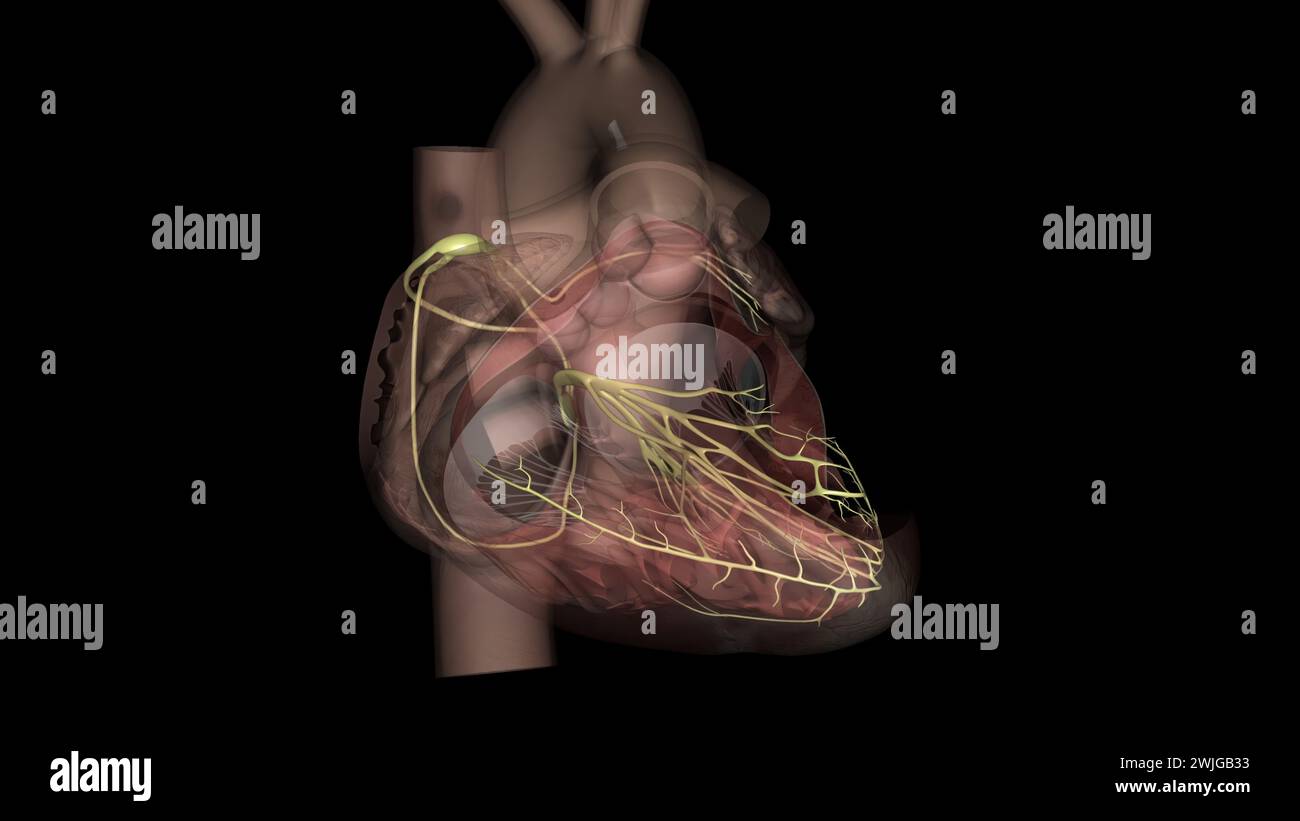 Capillary plexus hi-res stock photography and images - Alamy
