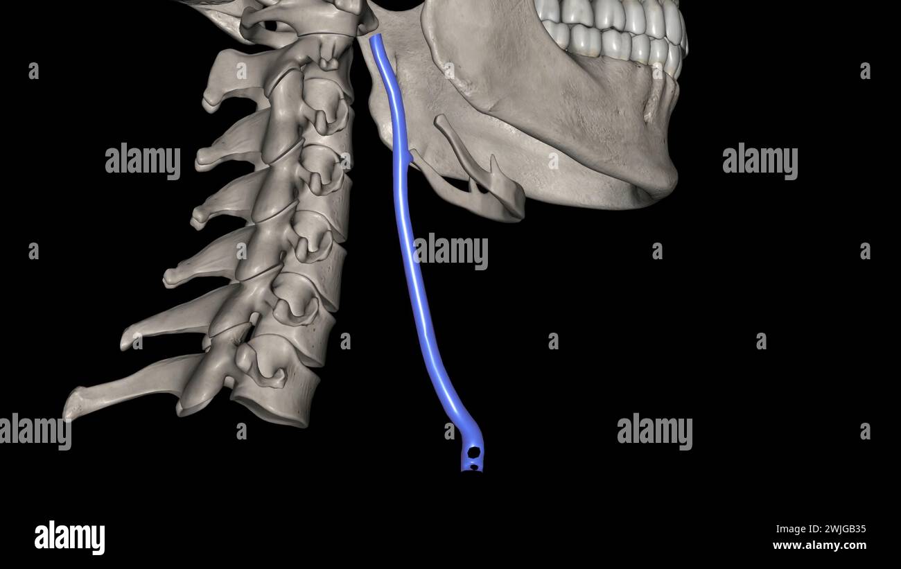 The external jugular is a large vein used in prehospital medicine for ...