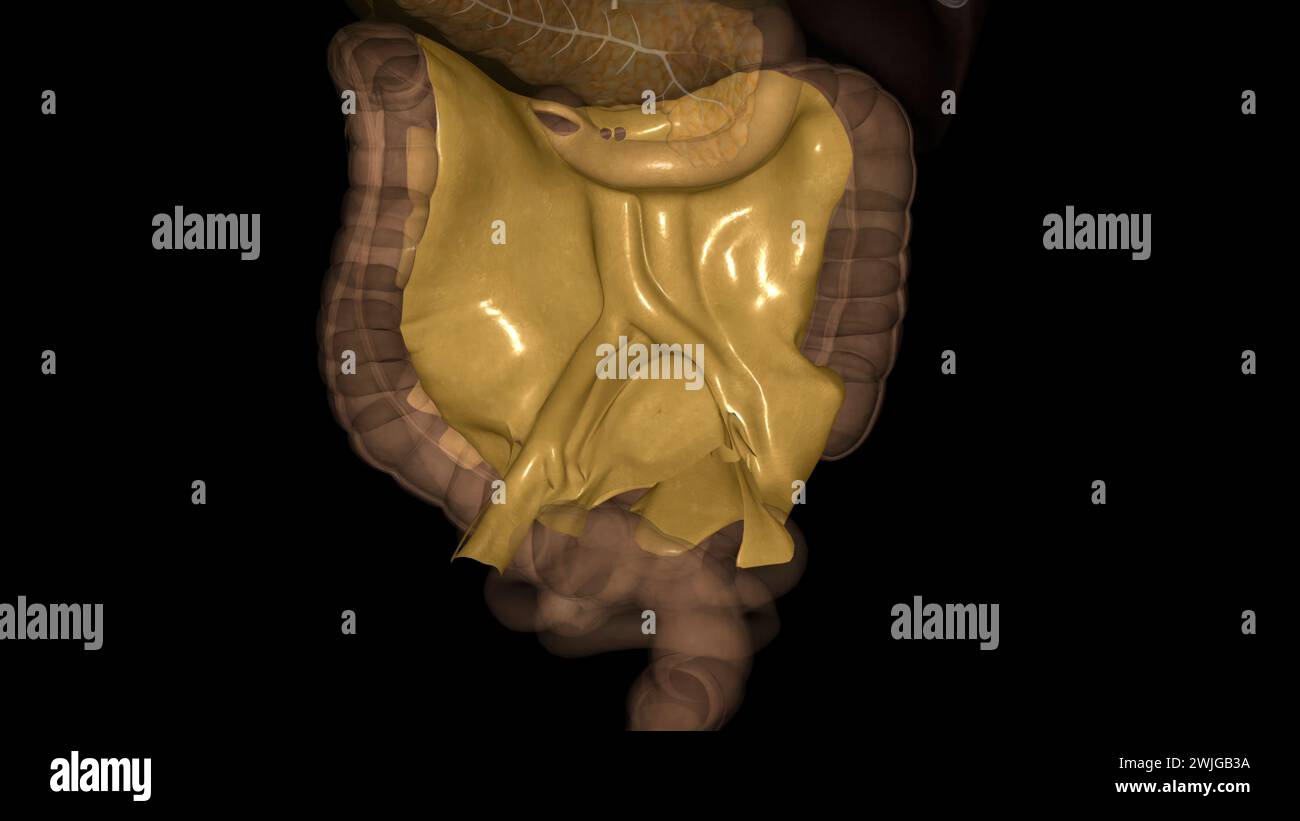 Mesocolon hi-res stock photography and images - Alamy