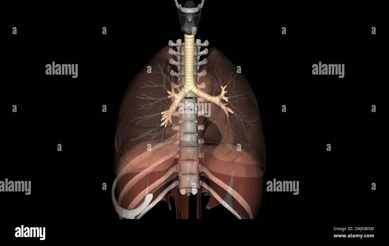 Trachea, in vertebrates and invertebrates, a tube or system of tubes ...