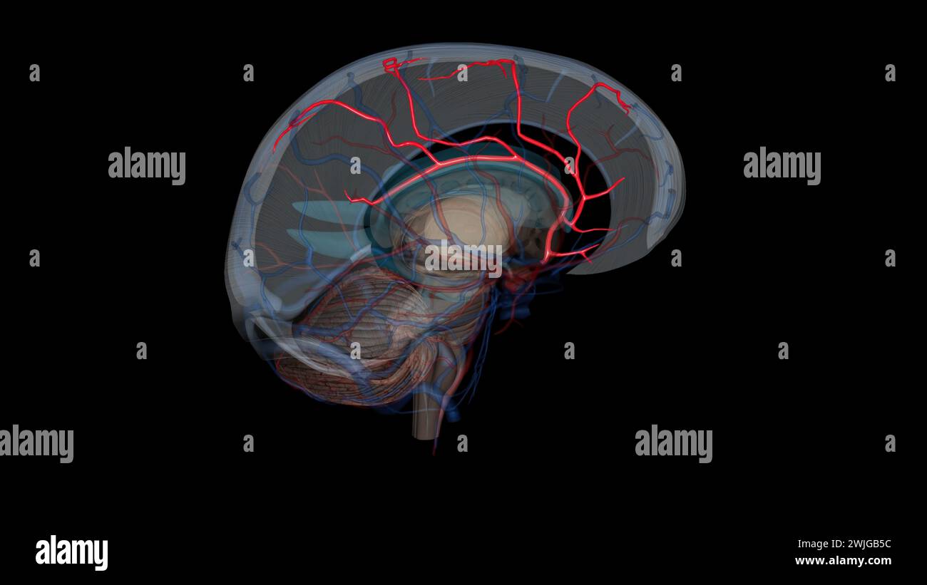 The anterior cerebral artery is the terminal branch of the ...