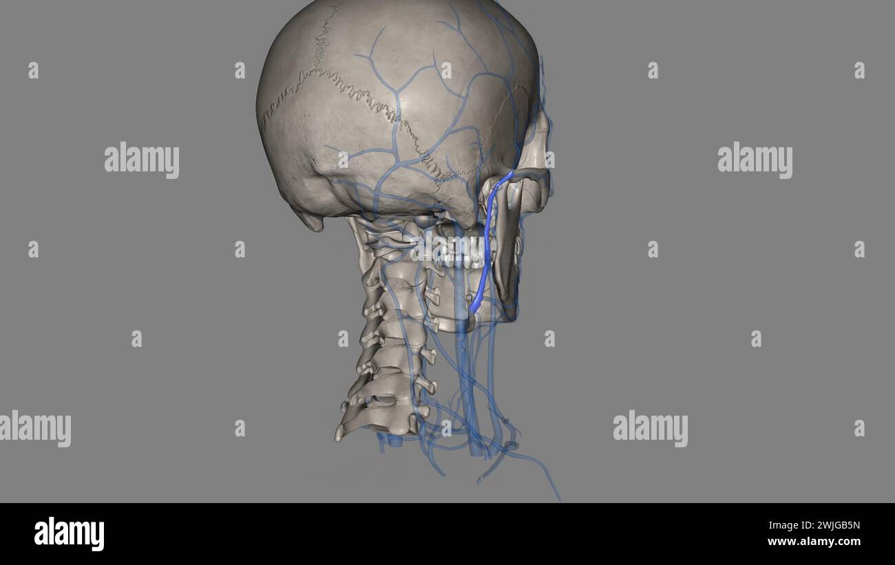 The retromandibular vein is a major vein of the face 3d illustration ...