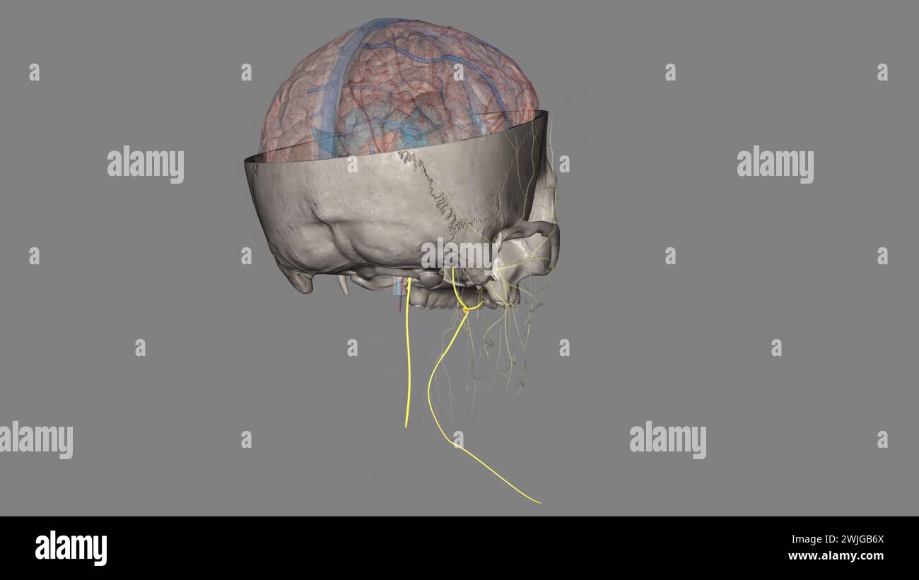 Motor nerve synapses hi-res stock photography and images - Alamy