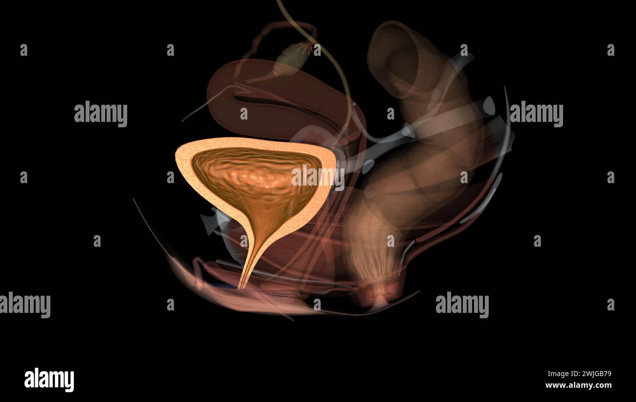 The urinary bladder is a temporary storage reservoir for urine3d ...