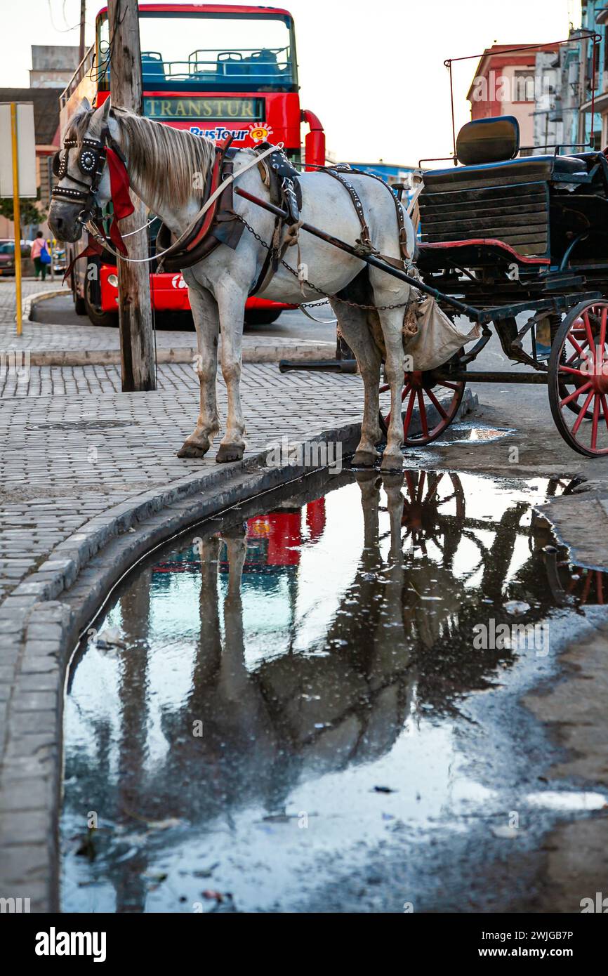 Horse drawn bus carriage hi-res stock photography and images - Alamy