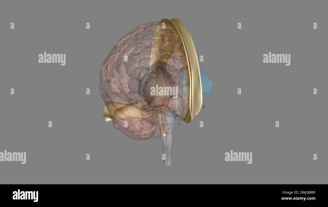 The falx cerebri and tentorium cerebelli are thin dural structures ...