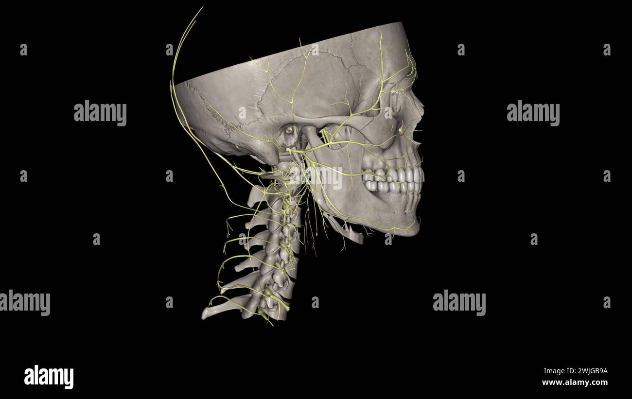 Head and neck pathology hi-res stock photography and images - Alamy