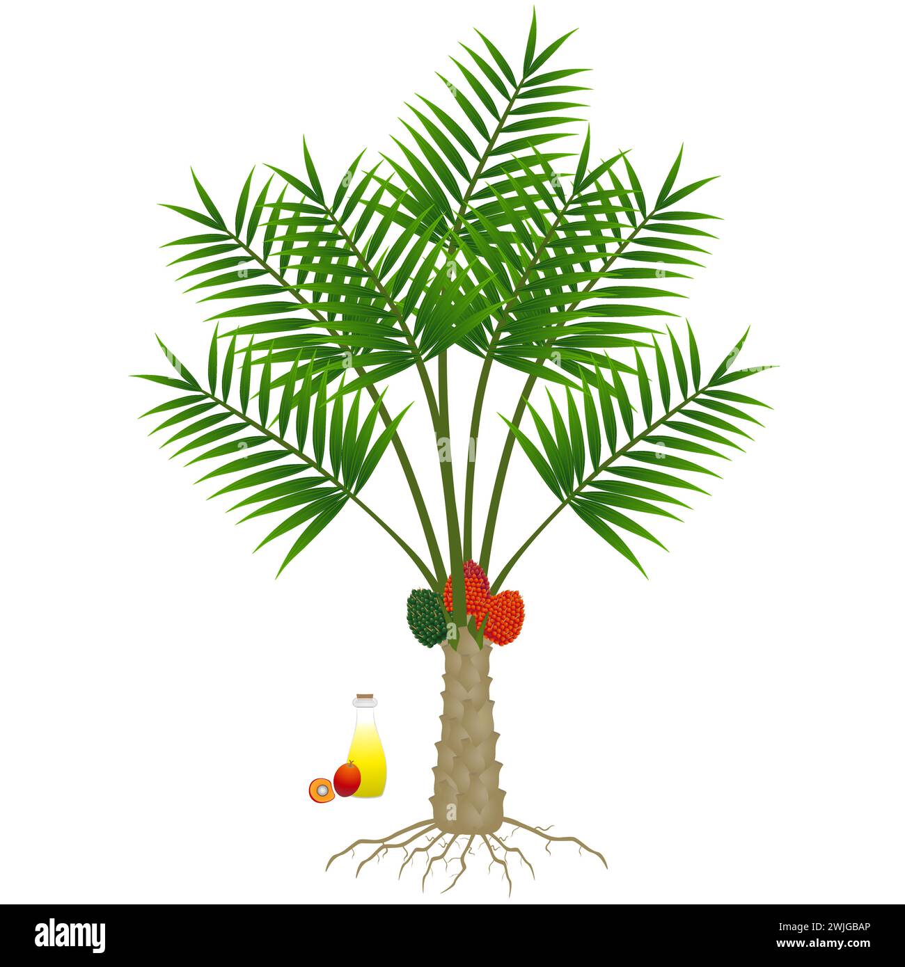 Oil palm tree with palm oil on a white background Stock Vector Image ...