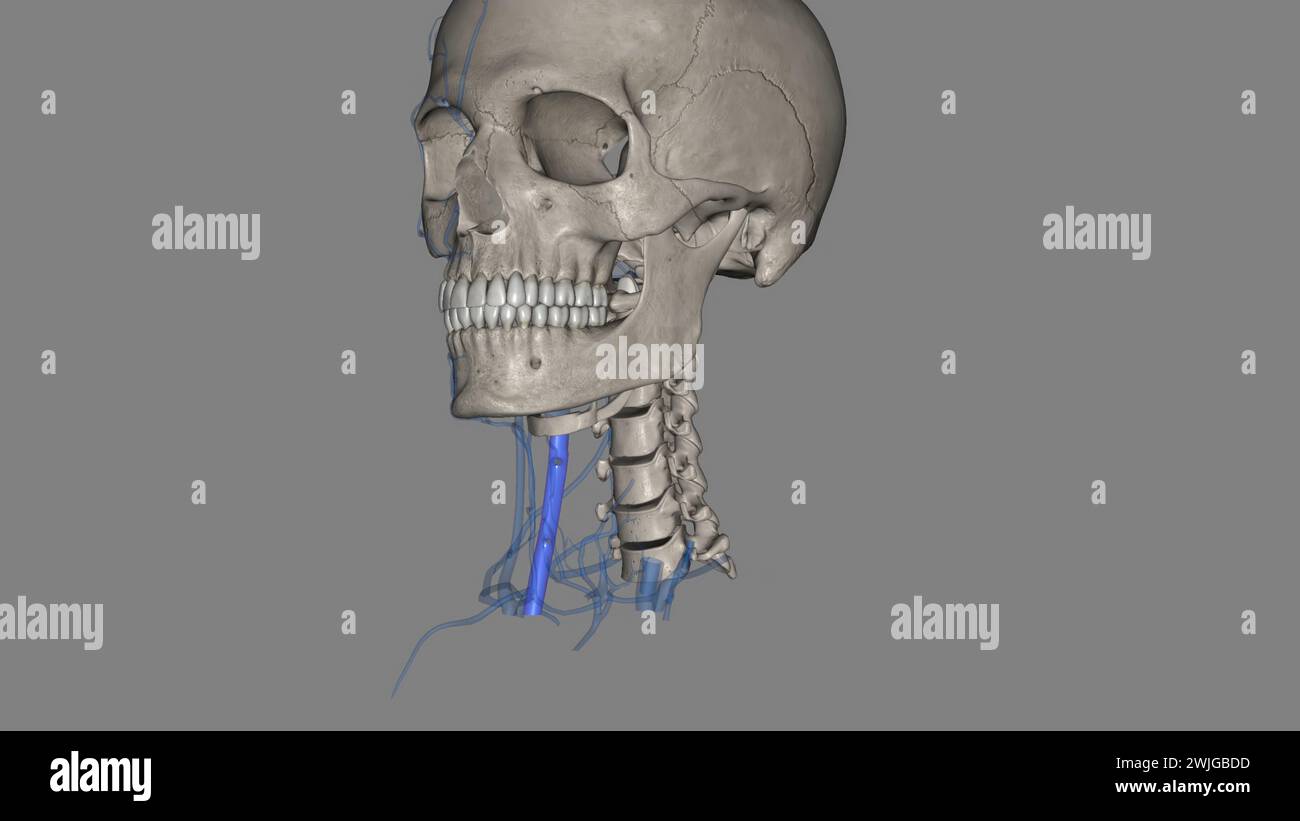 Human brain regions and anatomy hi-res stock photography and images - Alamy