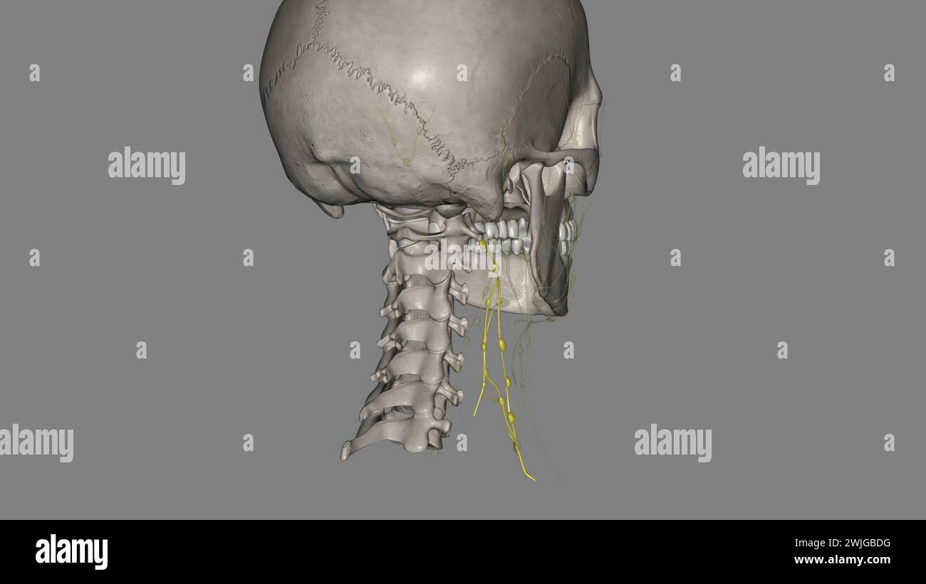 Vascular structure of face hi-res stock photography and images - Alamy