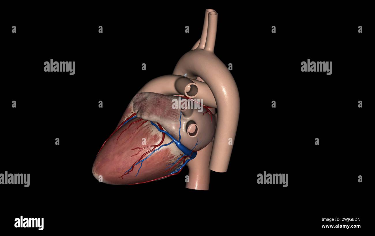 Anterior papillary muscle hi-res stock photography and images - Alamy