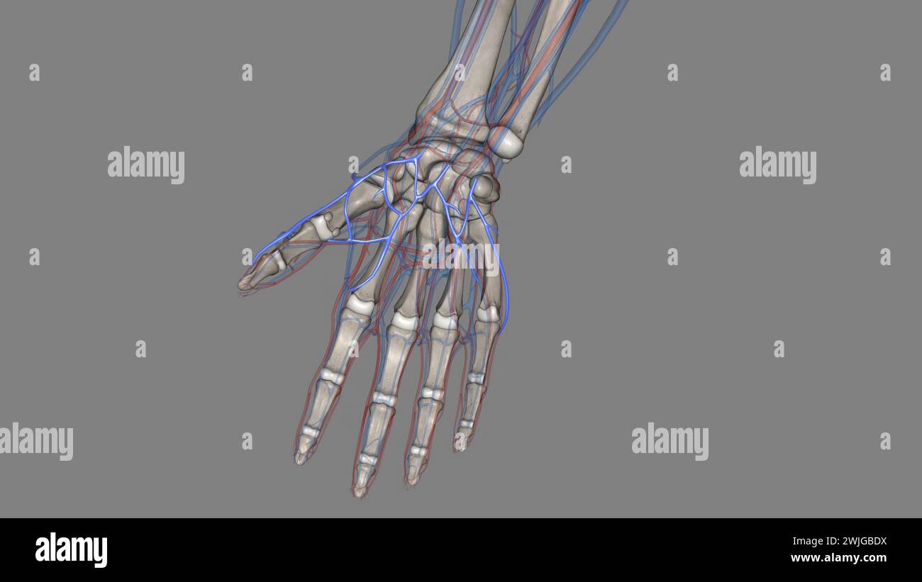 The superficial palmar venous arch consists of a pair of venae ...