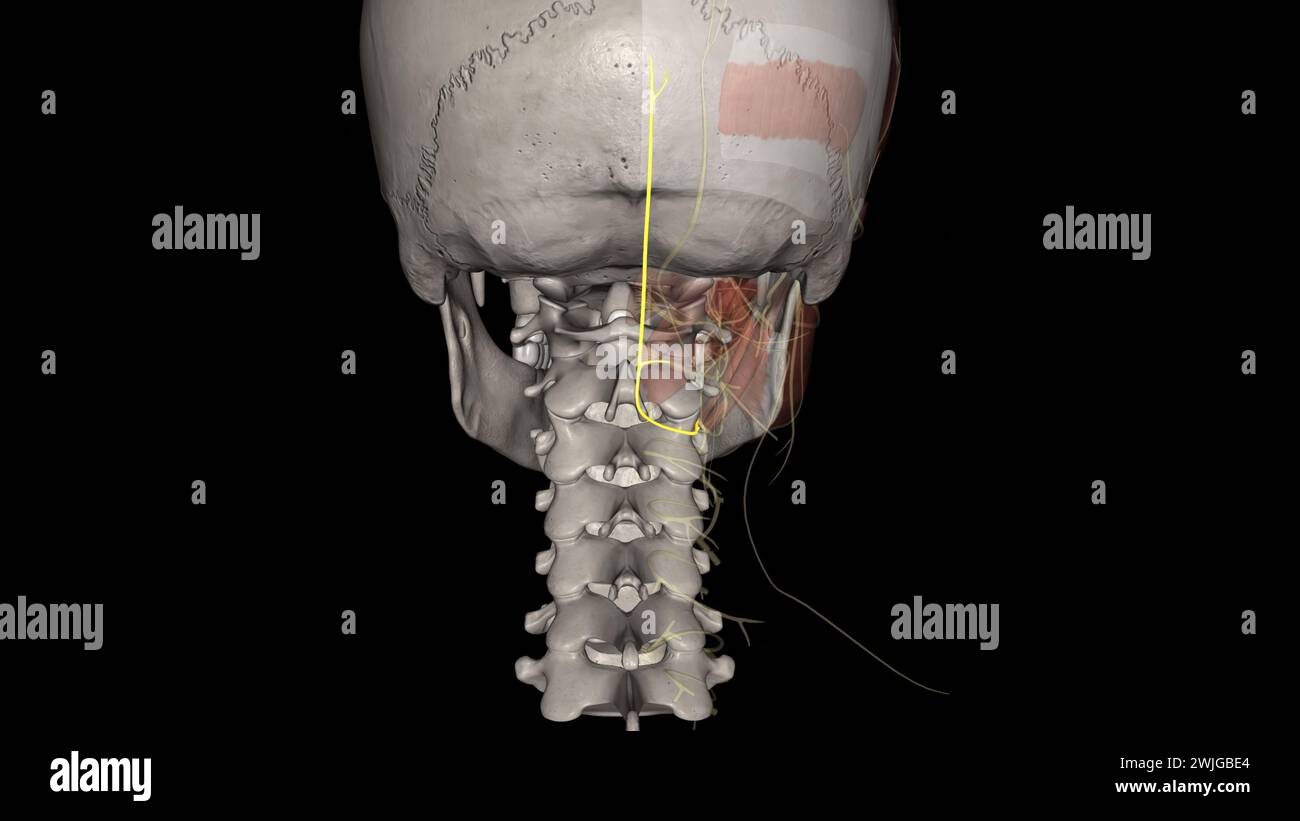 Occipital nerve hi-res stock photography and images - Alamy