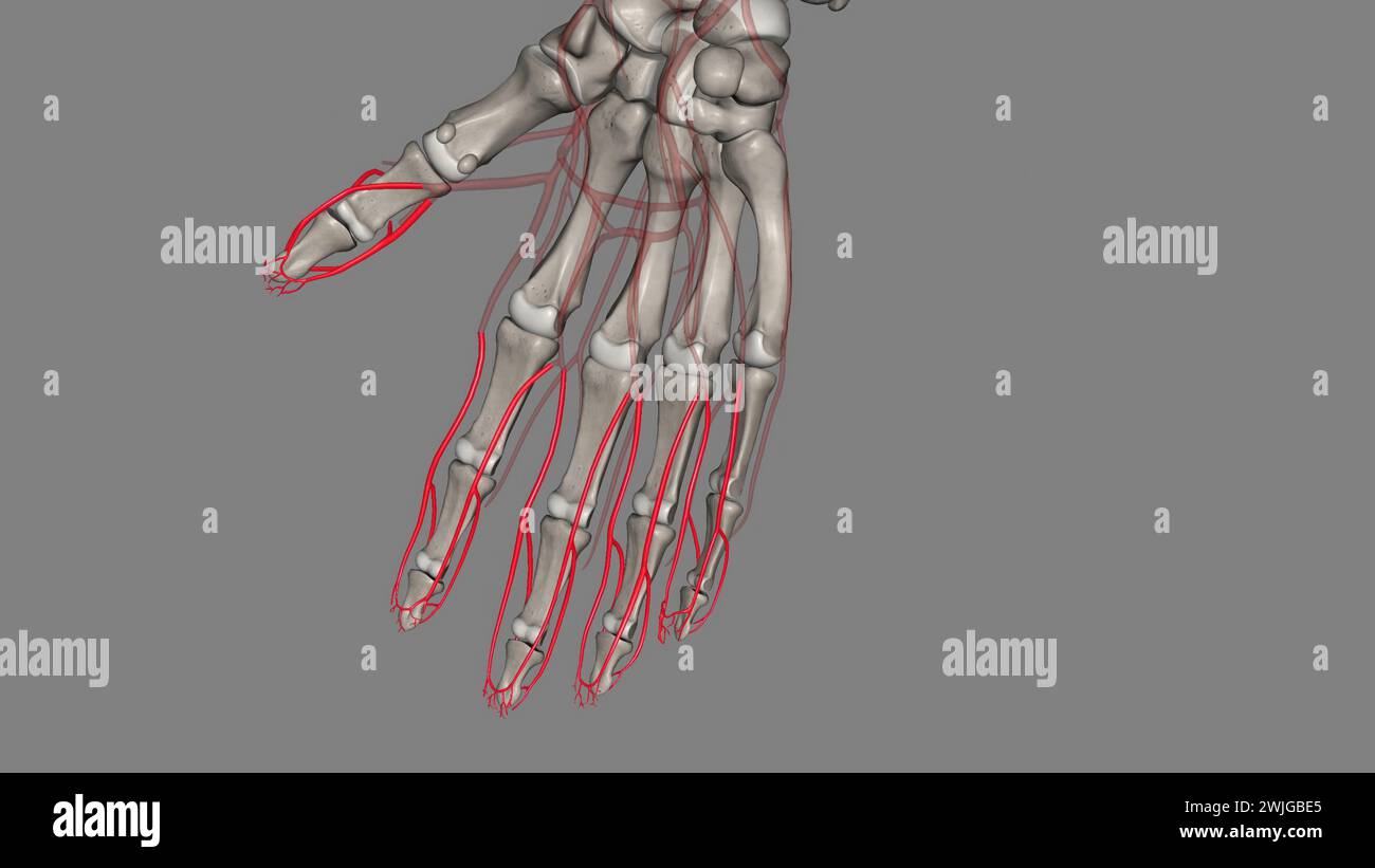 Digital arteries hi-res stock photography and images - Alamy