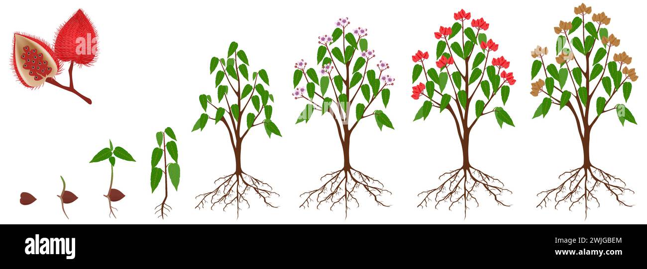 Cycle of growth of a bixa orellana or anatto plant on a white ...