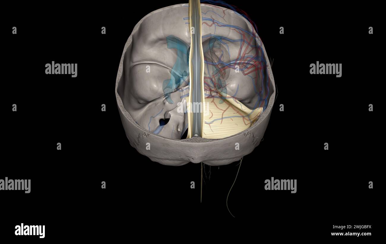 Falx cerebri hi-res stock photography and images - Alamy