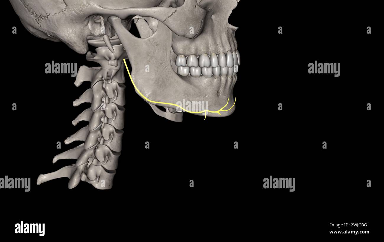 Marginal mandibular branch of the facial nerve hi-res stock photography ...