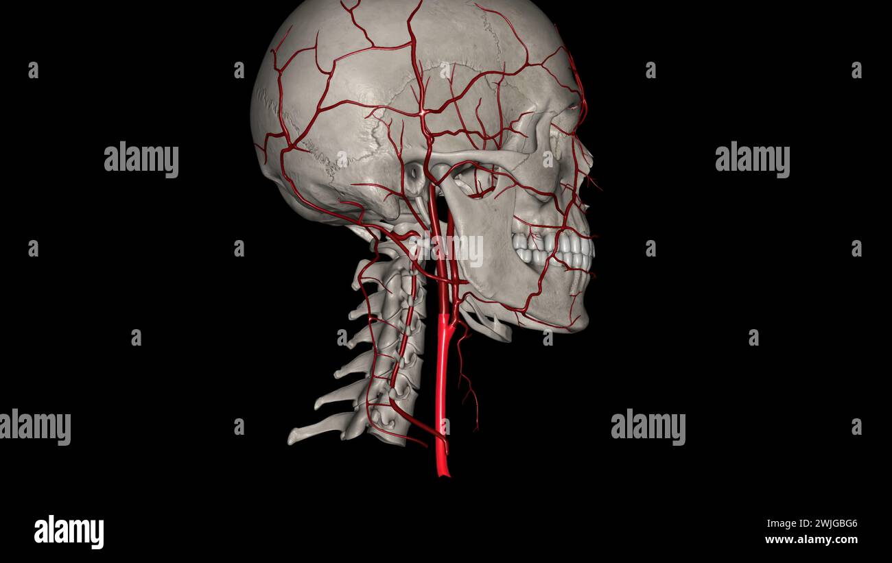 Auscultation artery hi-res stock photography and images - Alamy