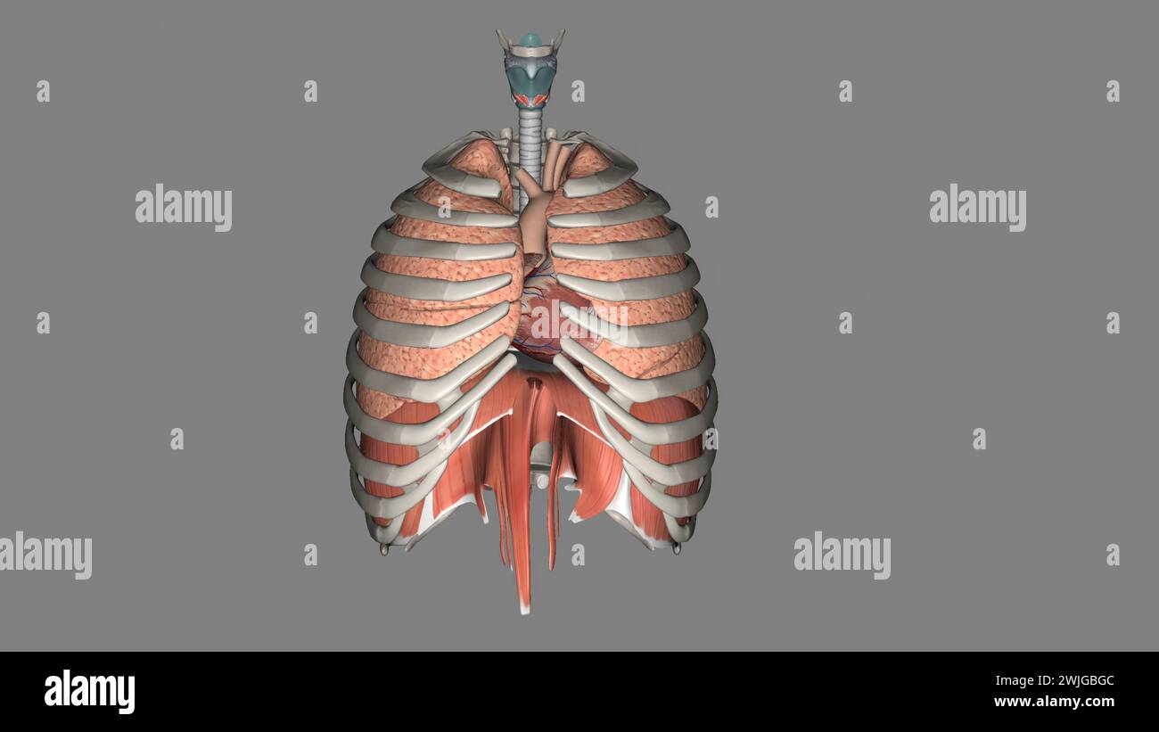 Lungs respiration oxygen exchange hi-res stock photography and images ...