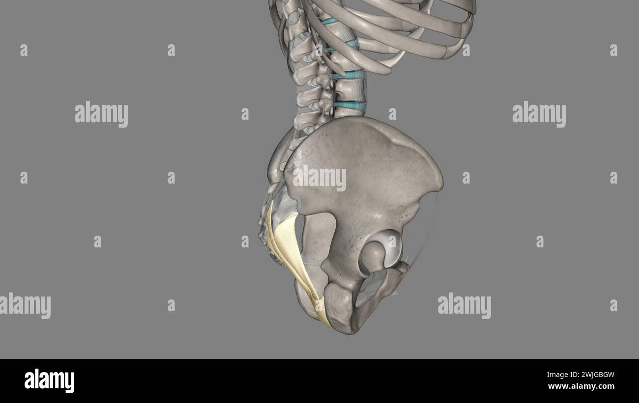 Sacrotuberous ligament hi-res stock photography and images - Alamy