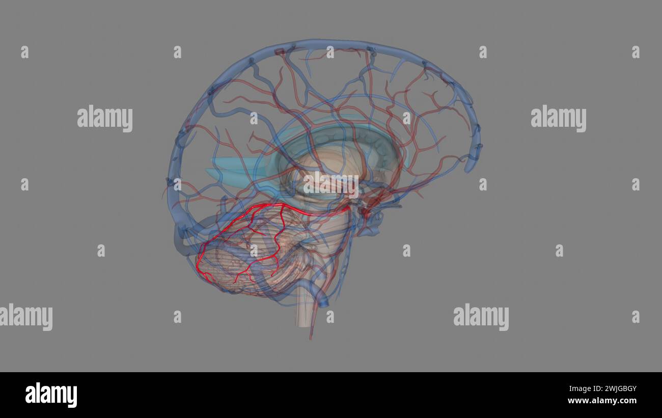 The superior cerebellar artery (SCA) is an artery of the head 3d ...
